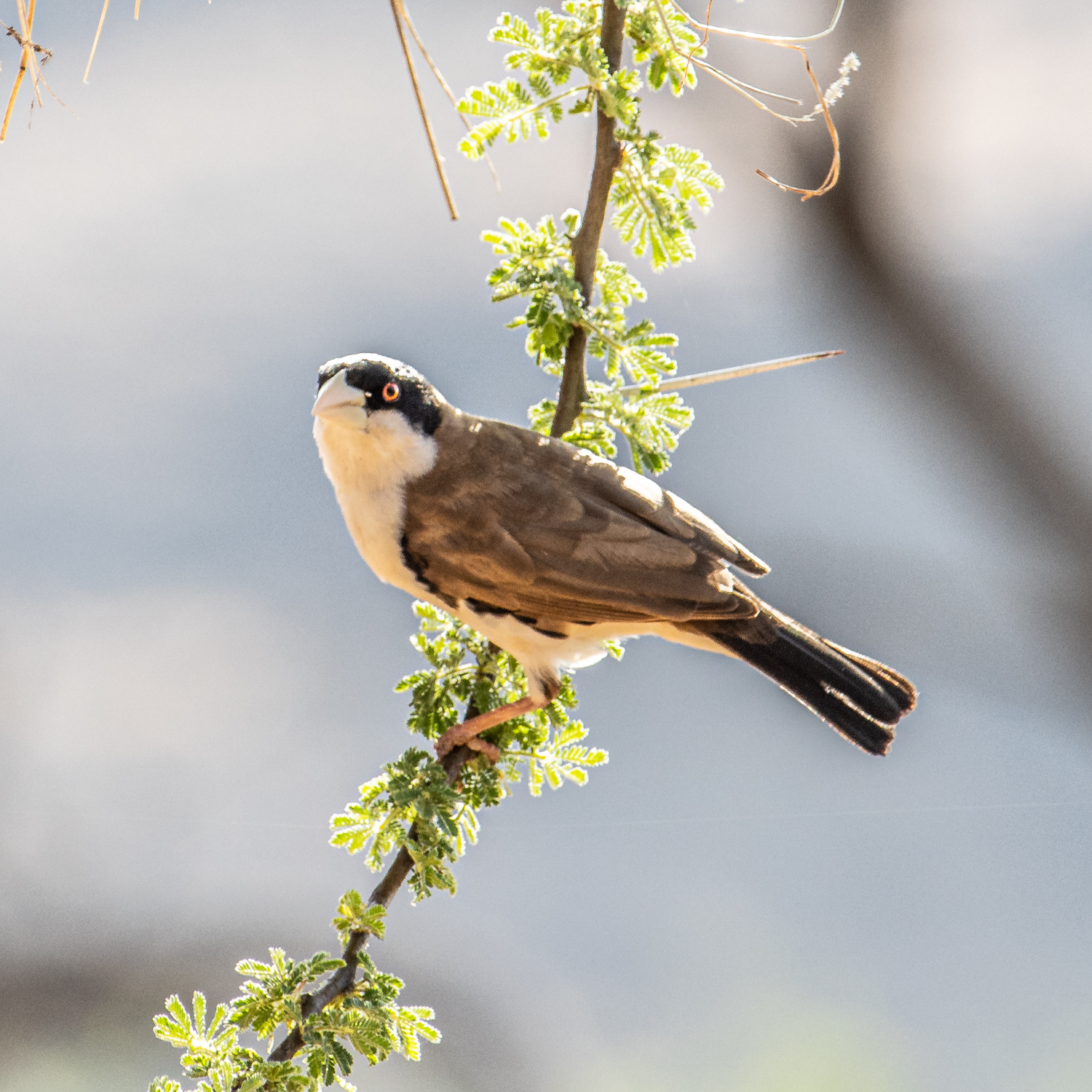 Black-capped social weavers et al-10 | dgcPhoto